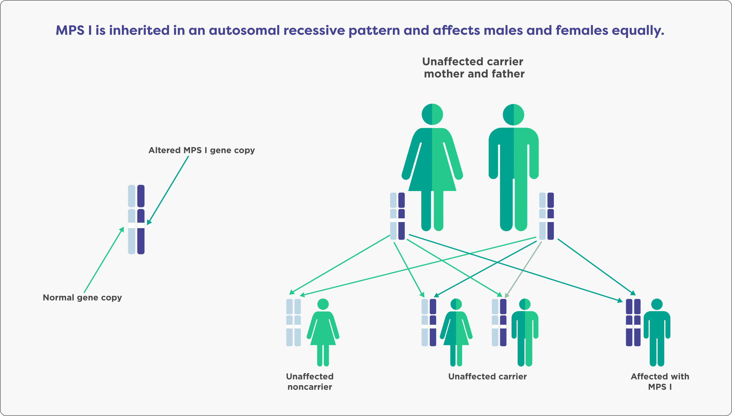 INHERITANCE OF MPS I